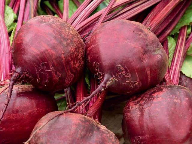 Betterave rouge pablo hf1