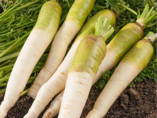 Carotte blanche a collet vert fourr