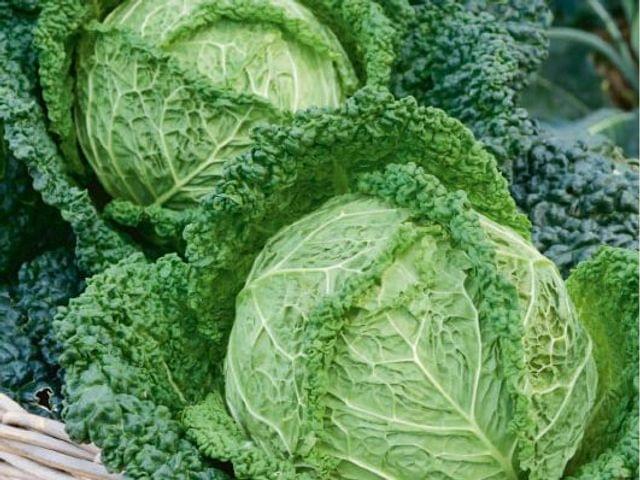 Chou milan gros des vertus