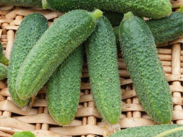 Cornichon vert petit de paris