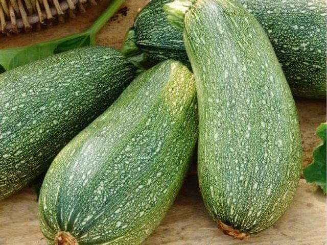 Courgette petite grise d alger