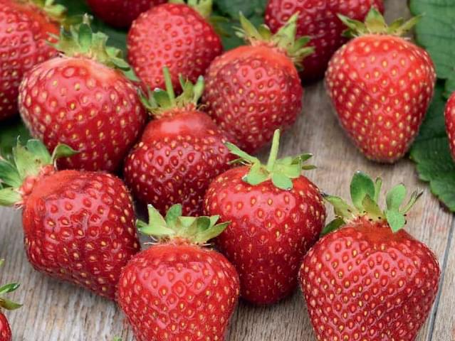 Fraise temptation