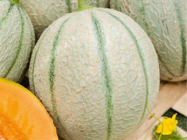 Melon charentais