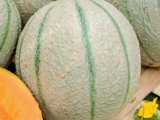 Melon stellio hf1