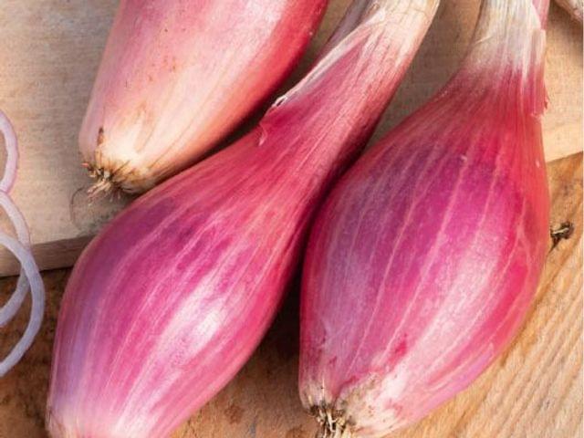 Oignon rouge long de florence