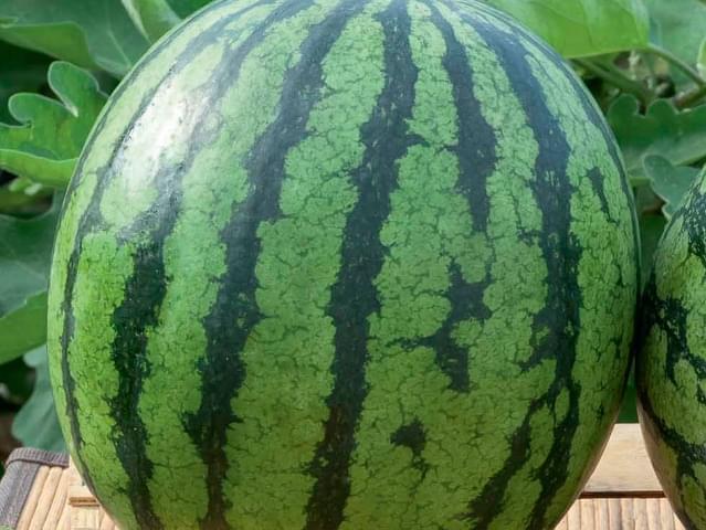 Pasteque mini ingrid hf1