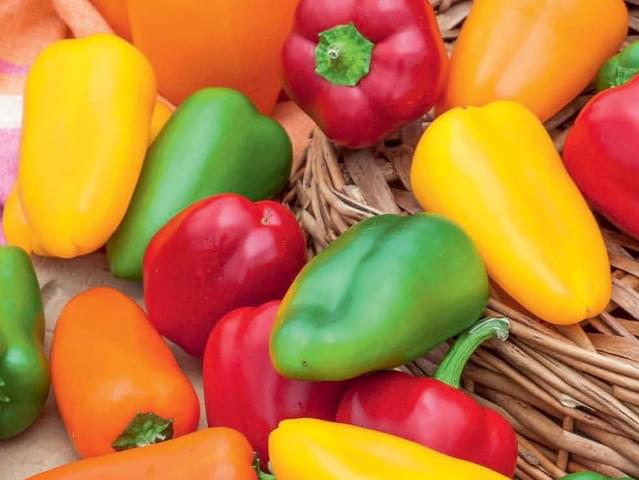 Poivron mini snack peppers mix