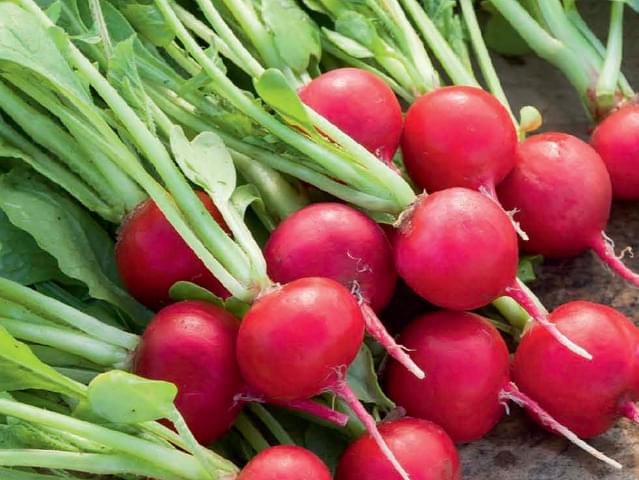 Radis rond ecarlate saxa xxl