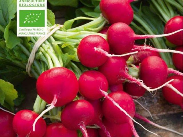 Radis rond rouge saxa bio