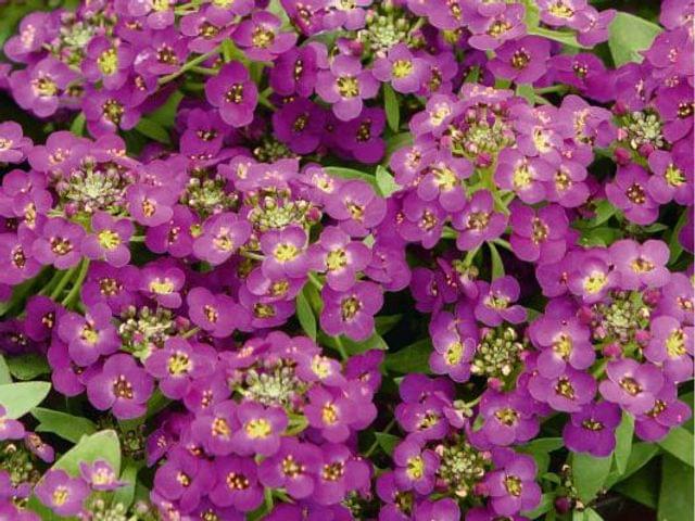 Alysse violet pourpre