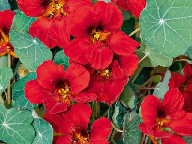 Capucine rouge des indes