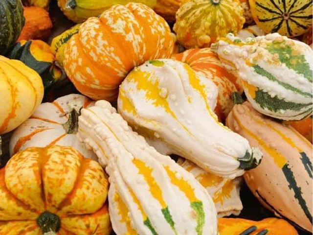 Coloquinte petit fruit