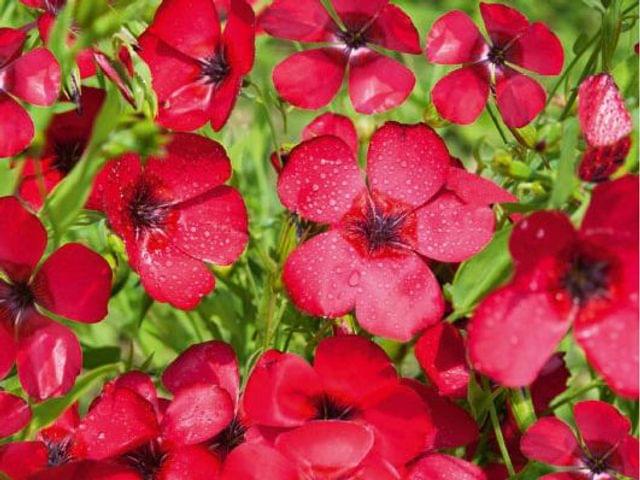 Lin a grande fleur rouge