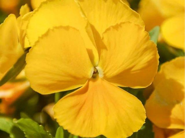 Pensee grande fleur jaune pur