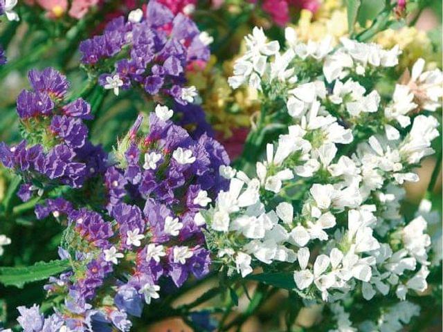 Statice pacific en melange