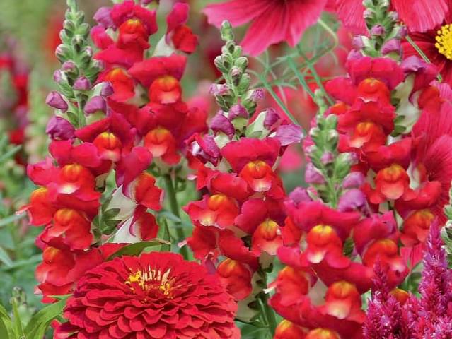 Bouquet fleuristes rouge xxl