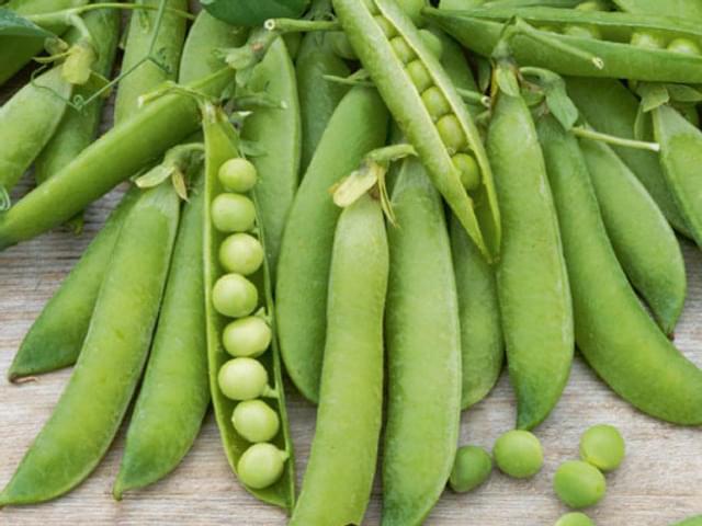 Pois merveilleux kelvedon