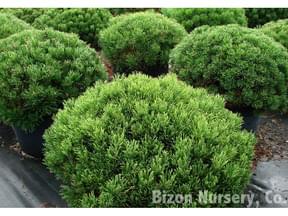 Pinus mugo, pin nain : plantation, culture, entretien, variétés