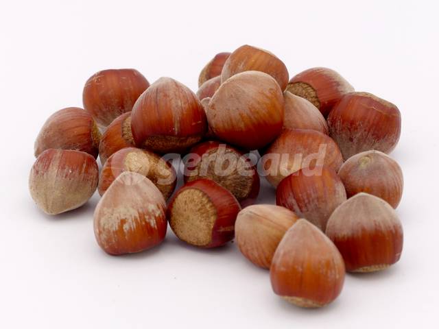 Noisette : origine, apports nutritionnels, conservation et cuisine