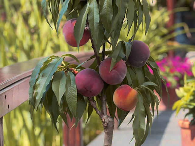 Pêcher nain 'Bonanza' - fruits