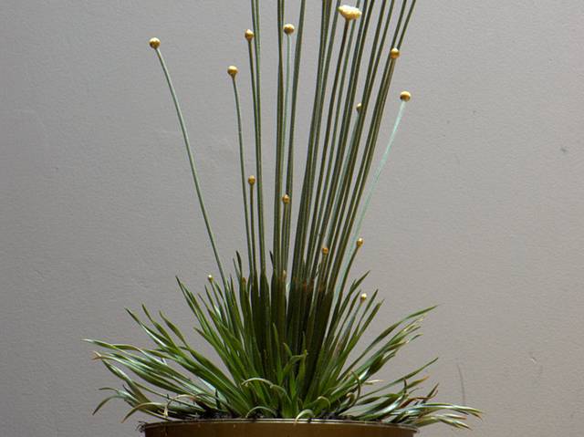 Syngonanthus chrysanthus 'Mikado' : culture, entretien