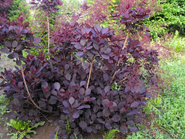 Cotinus coggygria 'Lilla'