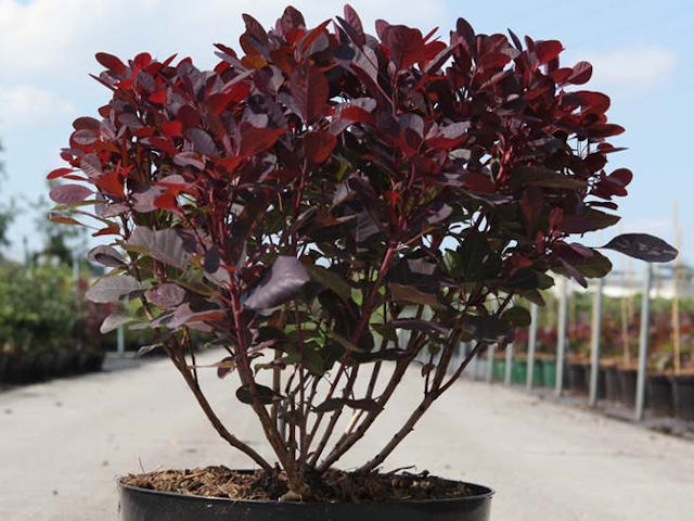 Cotinus coggygria 'Lilla' en conteneur