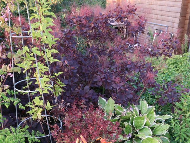 Cotinus coggygria 'Lilla' en massif