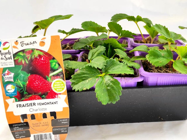 Fraises 'Charlotte' - barquette de 6