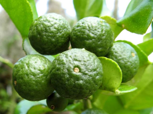 Combavas arrivés à maturité