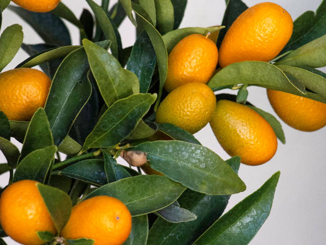 Limequat - fructification