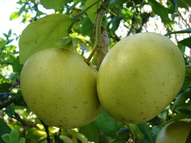 Pamplemousses