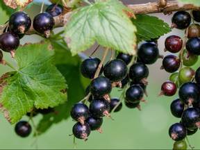 Cassissier : plantation, multiplication et entretien