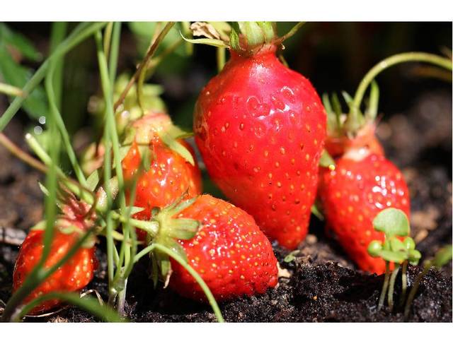 Fraises 'Gariguette'