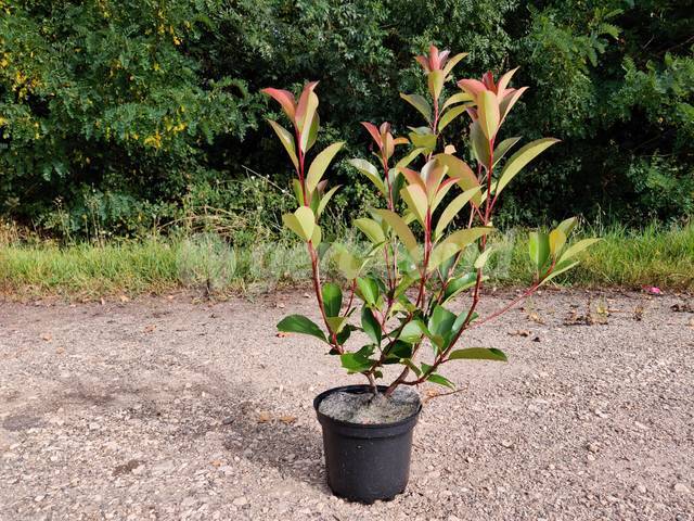 Photinia en pot de 3 litres (tel qu'expédié en septembre)
