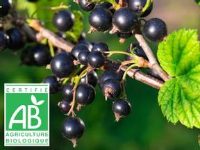 Cassissier : plantation, multiplication et entretien