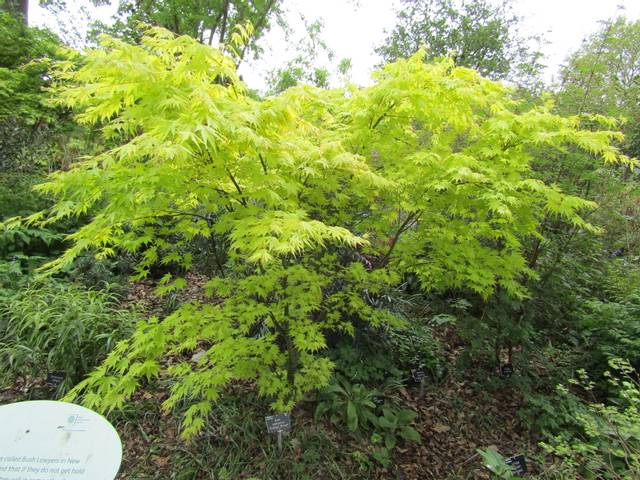 Erable du Japon 'Orange Dream' - feuillage de printemps