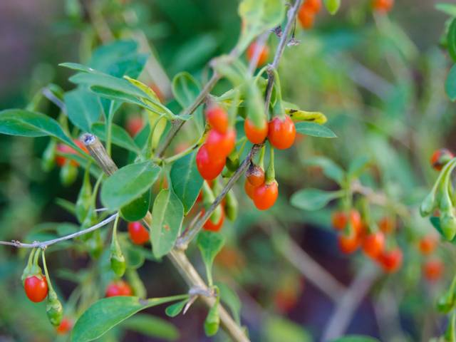 Goji