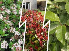 Arbustes pour une haie persistante : lesquels choisir