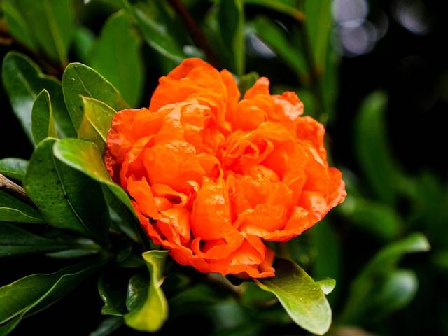 Fleurs de grenadier double 'Pleniflora'