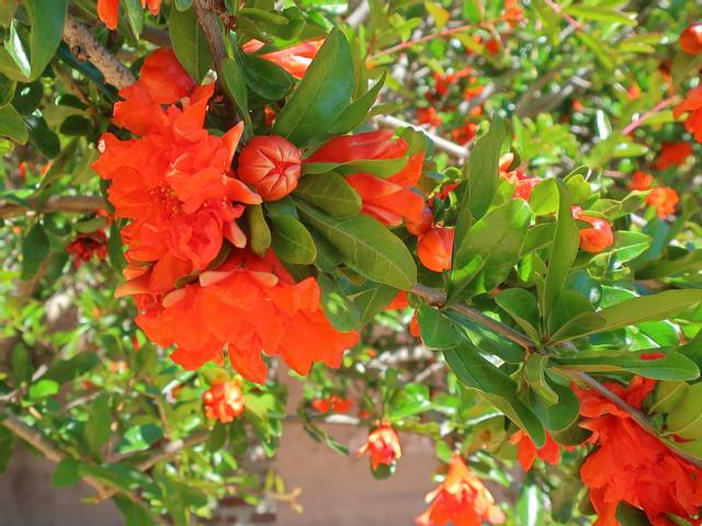 Grenadier double en fleurs