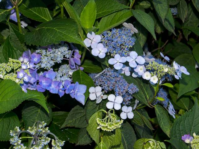 Hydrangea serrata 'Blue Bird'