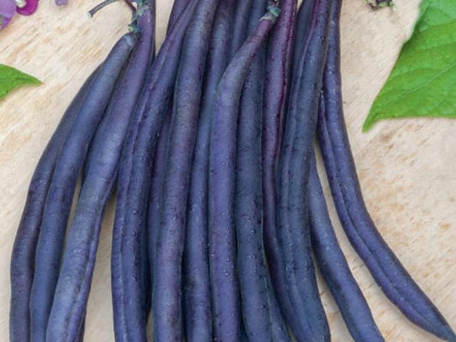 Haricot nain violet Amethyst