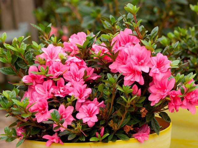 Azalée - ENCORE® Empress rose vif