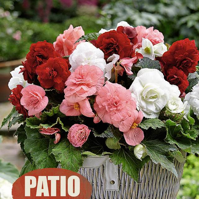 Potée de bégonias 'Non Stop' en mélange