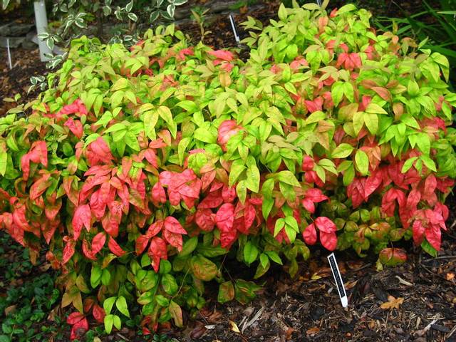 Nandina domestica 'Fire Power'