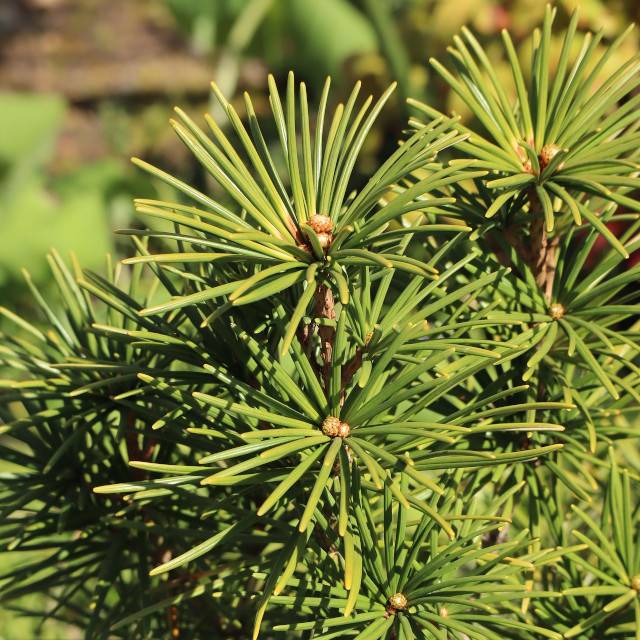 Pin parasol (aiguilles)
