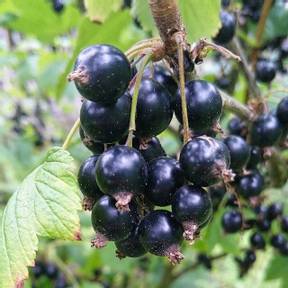 Cassissier : plantation, multiplication et entretien