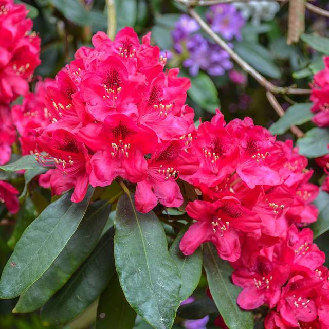 Rhododendron 'Lord Robert'