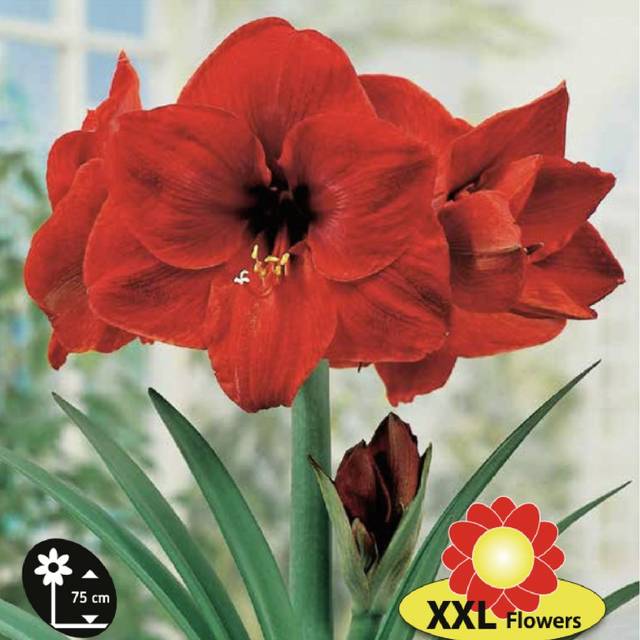 Amaryllis rouge
